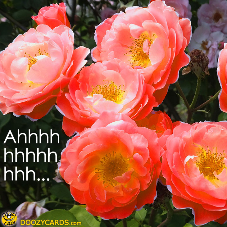 Roses Ahhhhhhhhh, View the Popular Roses Ahhhhhhhhh eCard